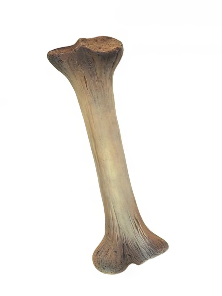 Medium Bone | EPH Creative - Event Prop Hire