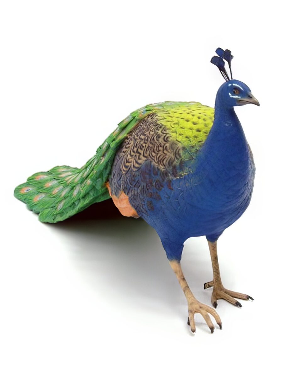Peacock - Closed Tail | EPH Creative - Event Prop Hire