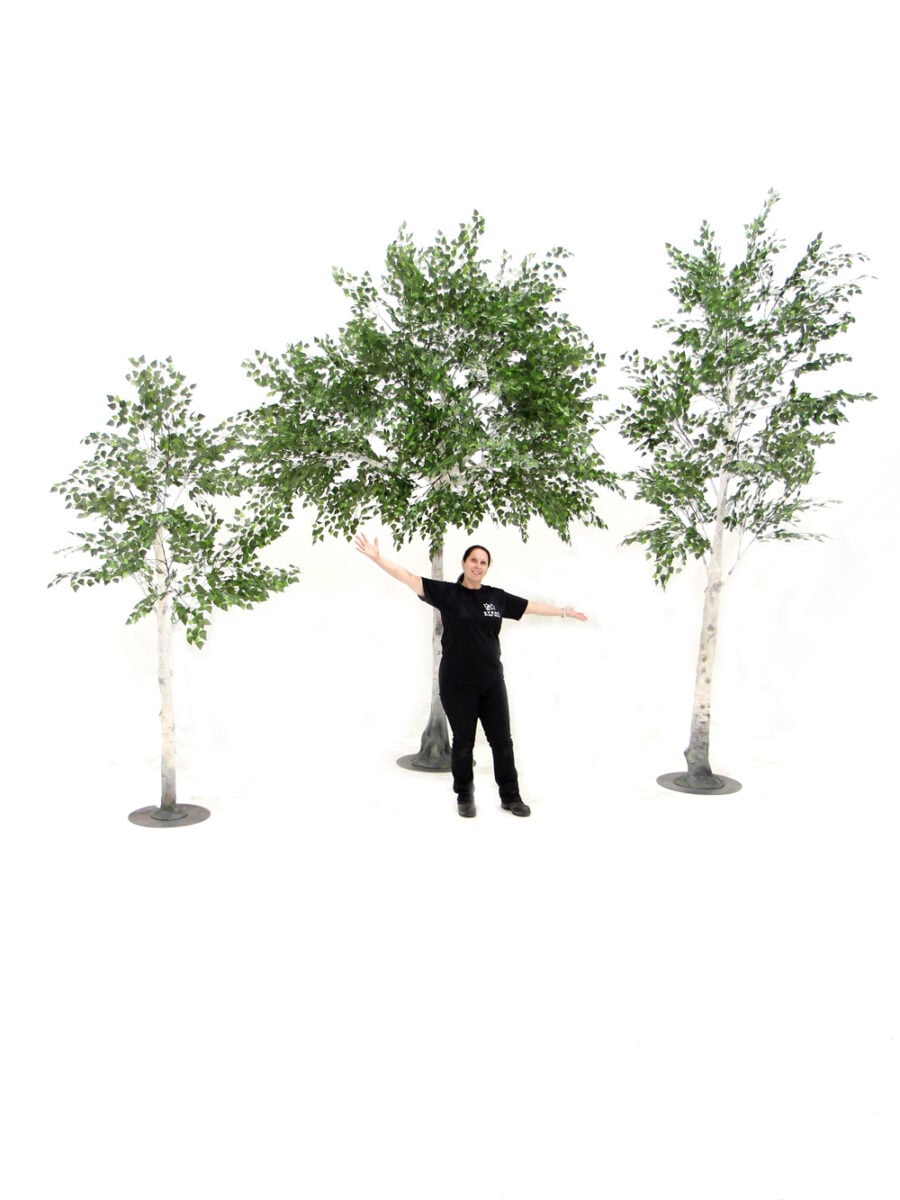 Silver Birch Tree - 3m | EPH Creative - Event Prop Hire