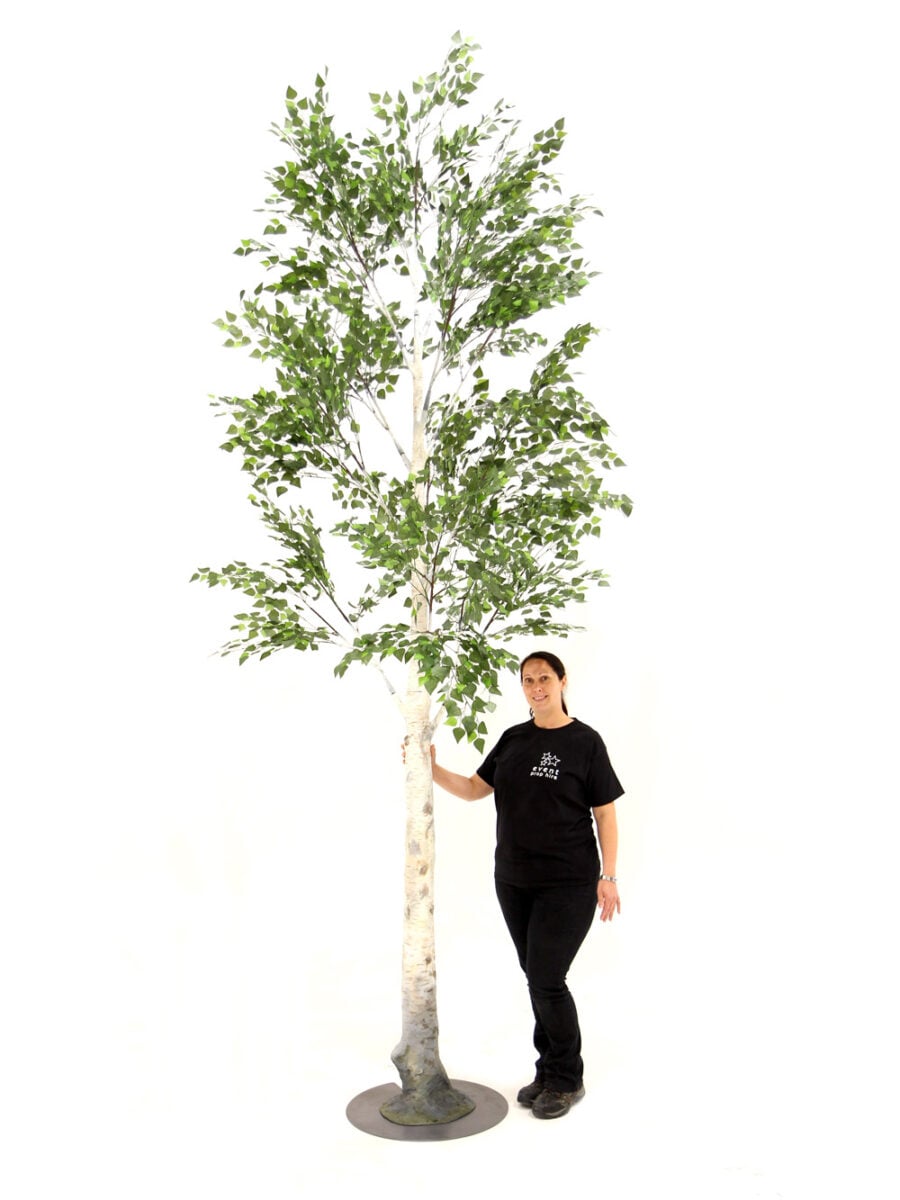 Silver Birch Tree - 4m | EPH Creative - Event Prop Hire