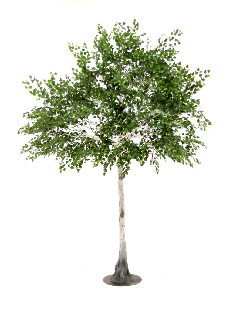 Wide Silver Birch Tree - 3.6m | EPH Creative - Event Prop Hire