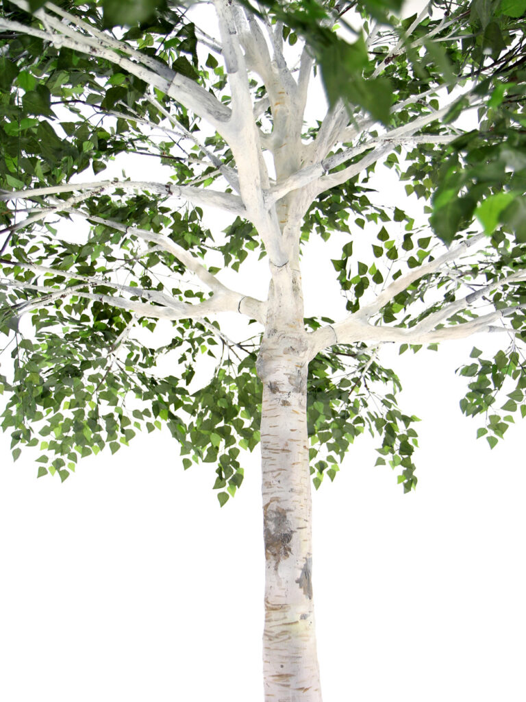 Wide Silver Birch Tree - 3.6m | EPH Creative - Event Prop Hire