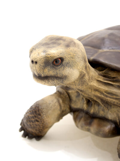 Giant Tortoise | EPH Creative - Event Prop Hire