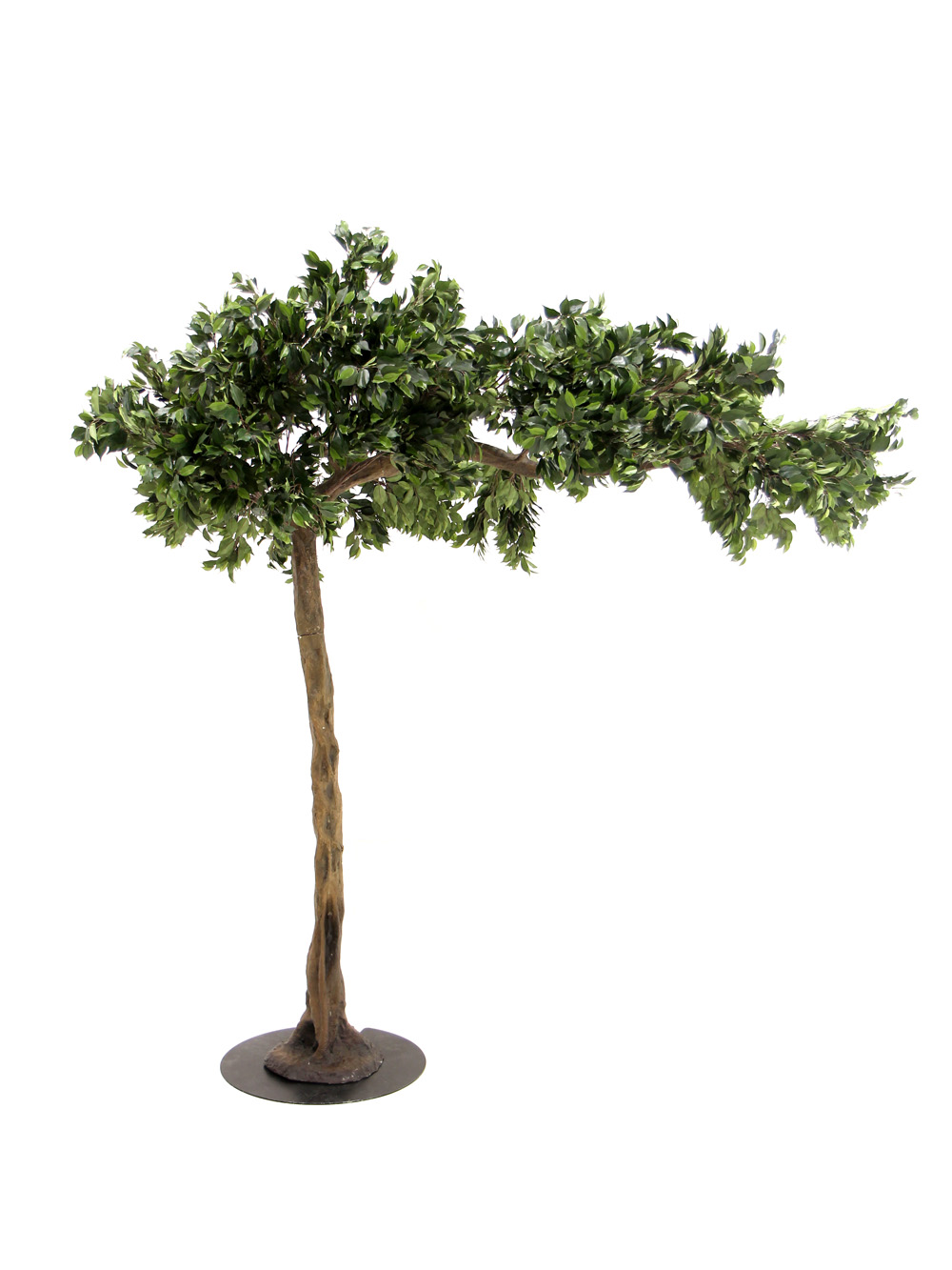 Ficus Canopy Tree (3m) | Event Prop Hire
