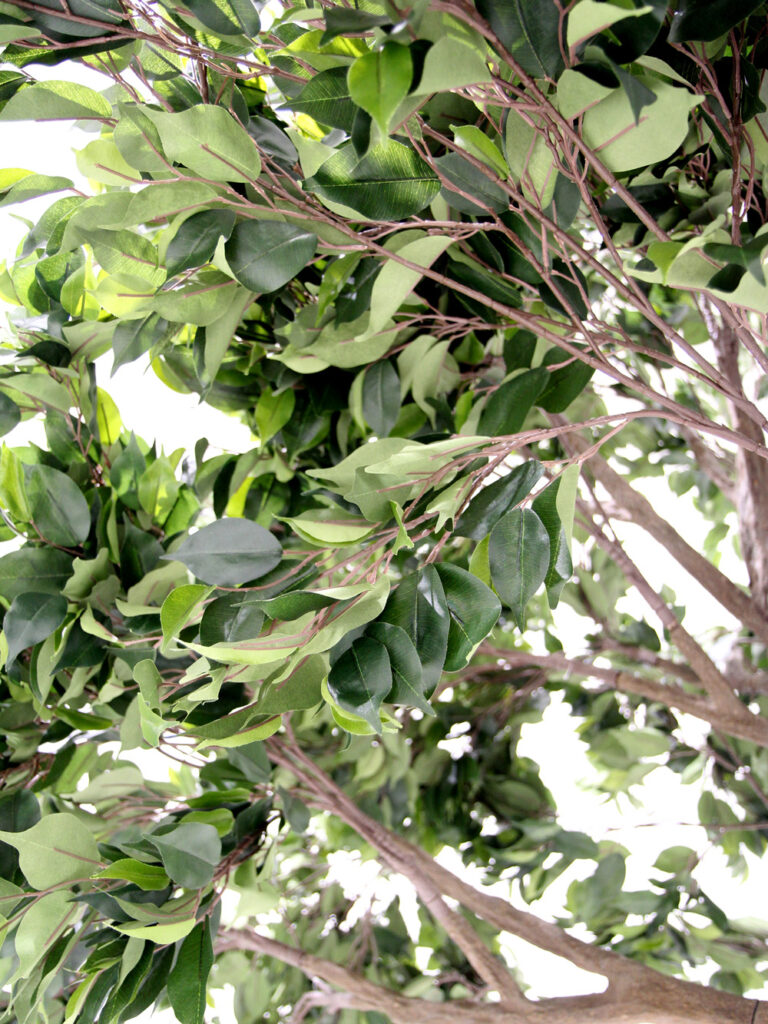 Twisted Trunk Tree (2.9m) - Ficus | EPH Creative - Event Prop Hire