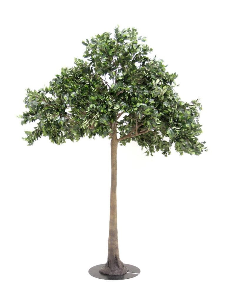 Extra Tall Tree Trunk (3.6m) - Ficus | EPH Creative - Event Prop Hire
