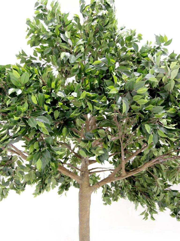 Extra Tall Tree Trunk (3.6m) - Ficus | EPH Creative - Event Prop Hire