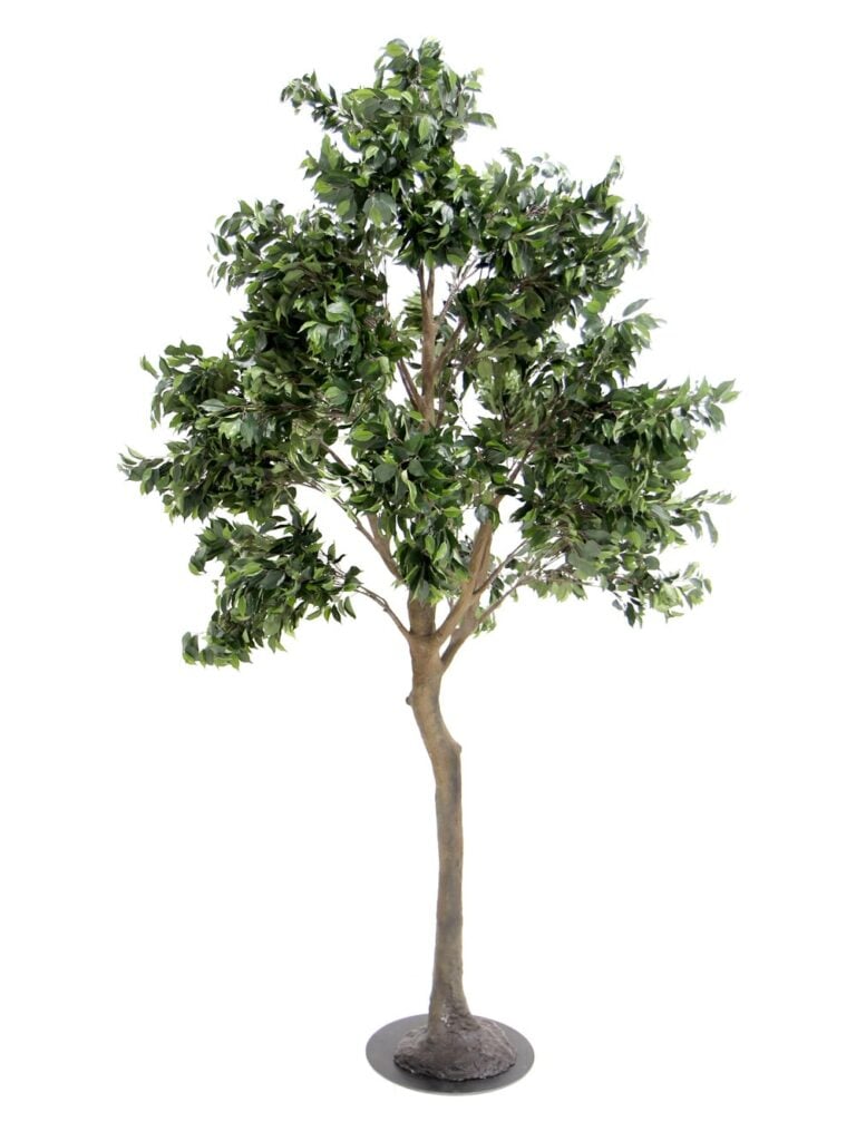 Tall Trunk Tree (3.3m) - Ficus | EPH Creative - Event Prop Hire