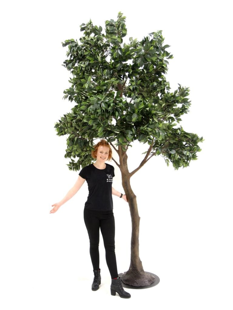 Tall Trunk Tree (3.3m) - Ficus | EPH Creative - Event Prop Hire