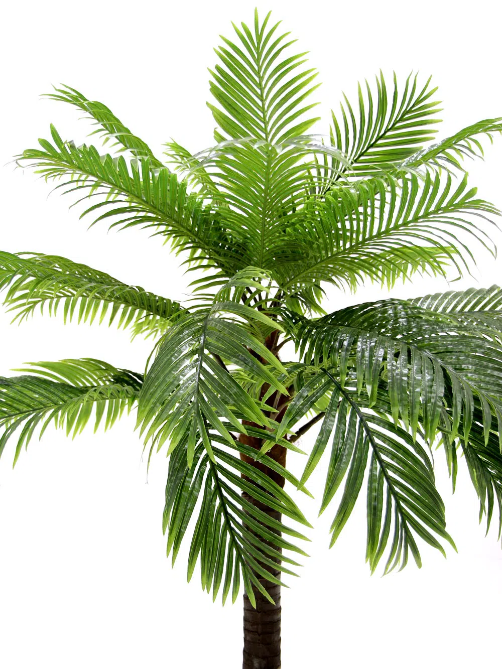 Tall Palm Tree - 3.2m | EPH Creative - Event Prop Hire