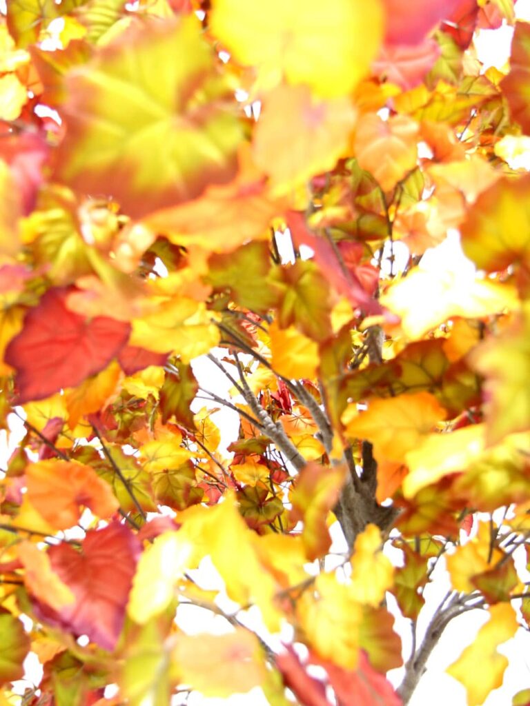 Table Top Tree (1.8m) - Autumn Foliage | EPH Creative - Event Prop Hire