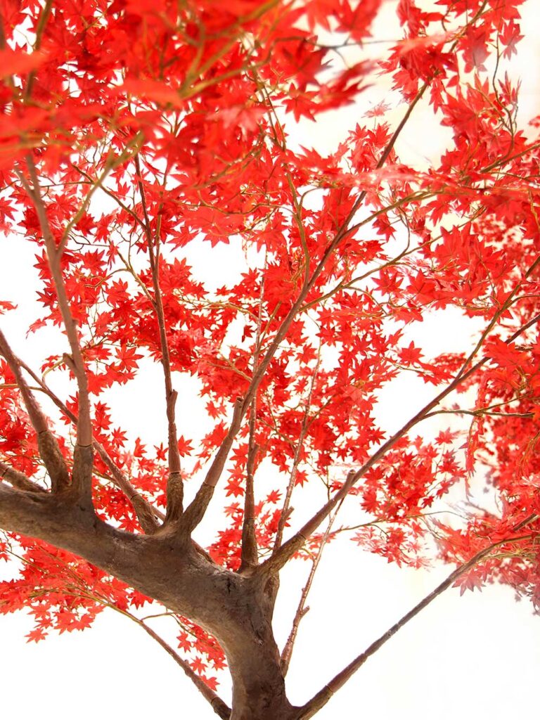 Short Canopy Tree (2.5m) - Red Acer | EPH Creative - Event Prop Hire