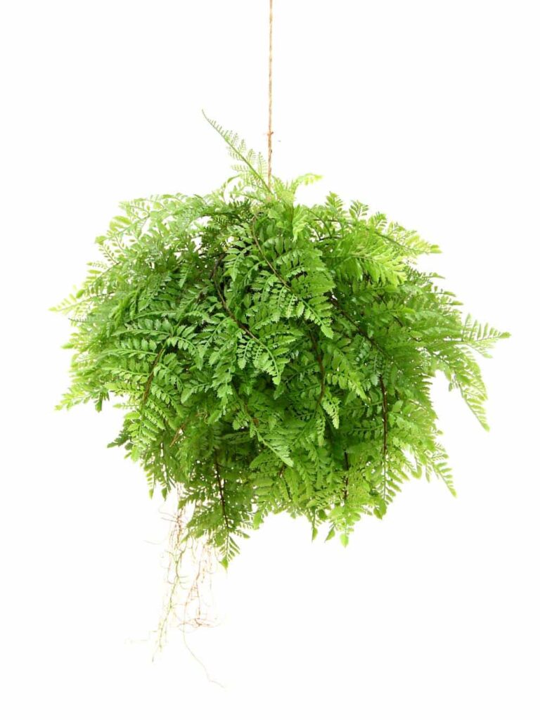 Hanging Large Forest Fern Display - 55cm | EPH Creative - Event Prop Hire