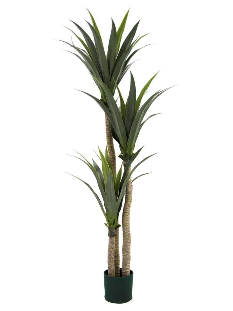 Potted Yucca Plant - Large | EPH Creative - Event Prop Hire