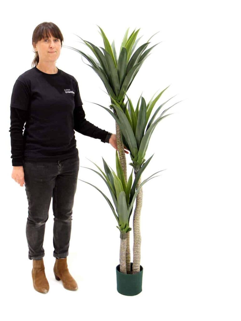 Potted Yucca Plant - Large | EPH Creative - Event Prop Hire