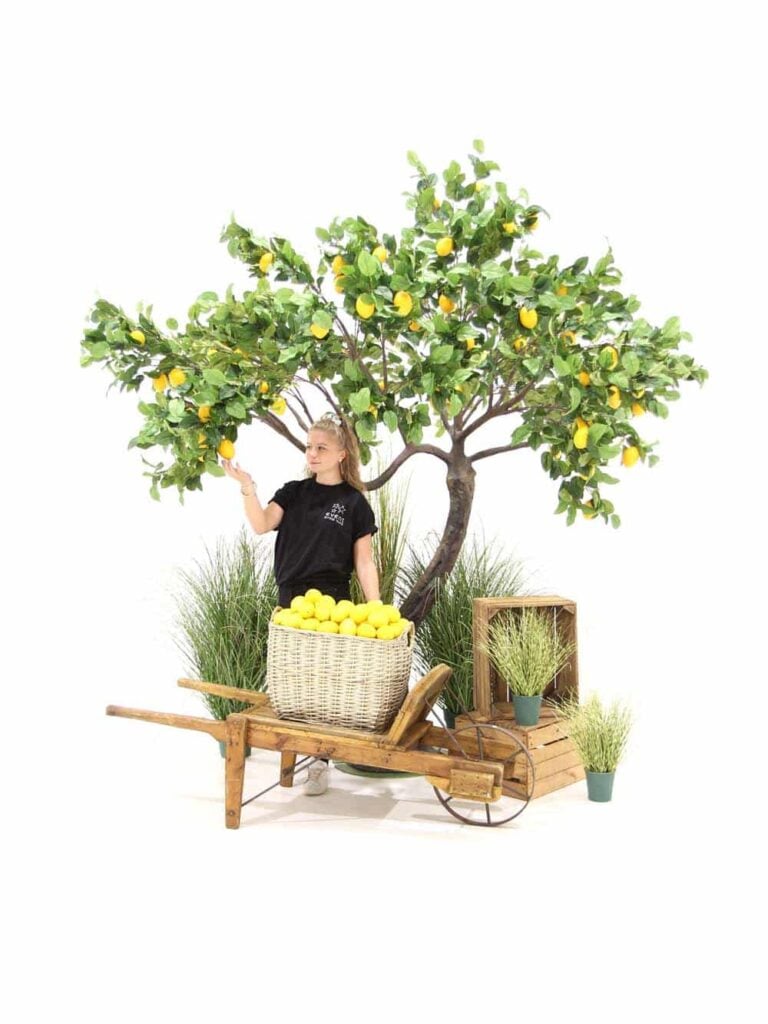 Lemon Tree & Rustic Cart Montage | EPH Creative - Event Prop Hire