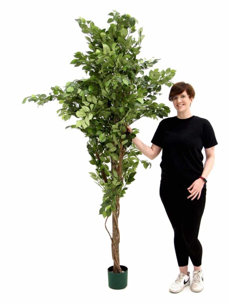 Ficus Tree - Extra Large | EPH Creative - Event Prop Hire