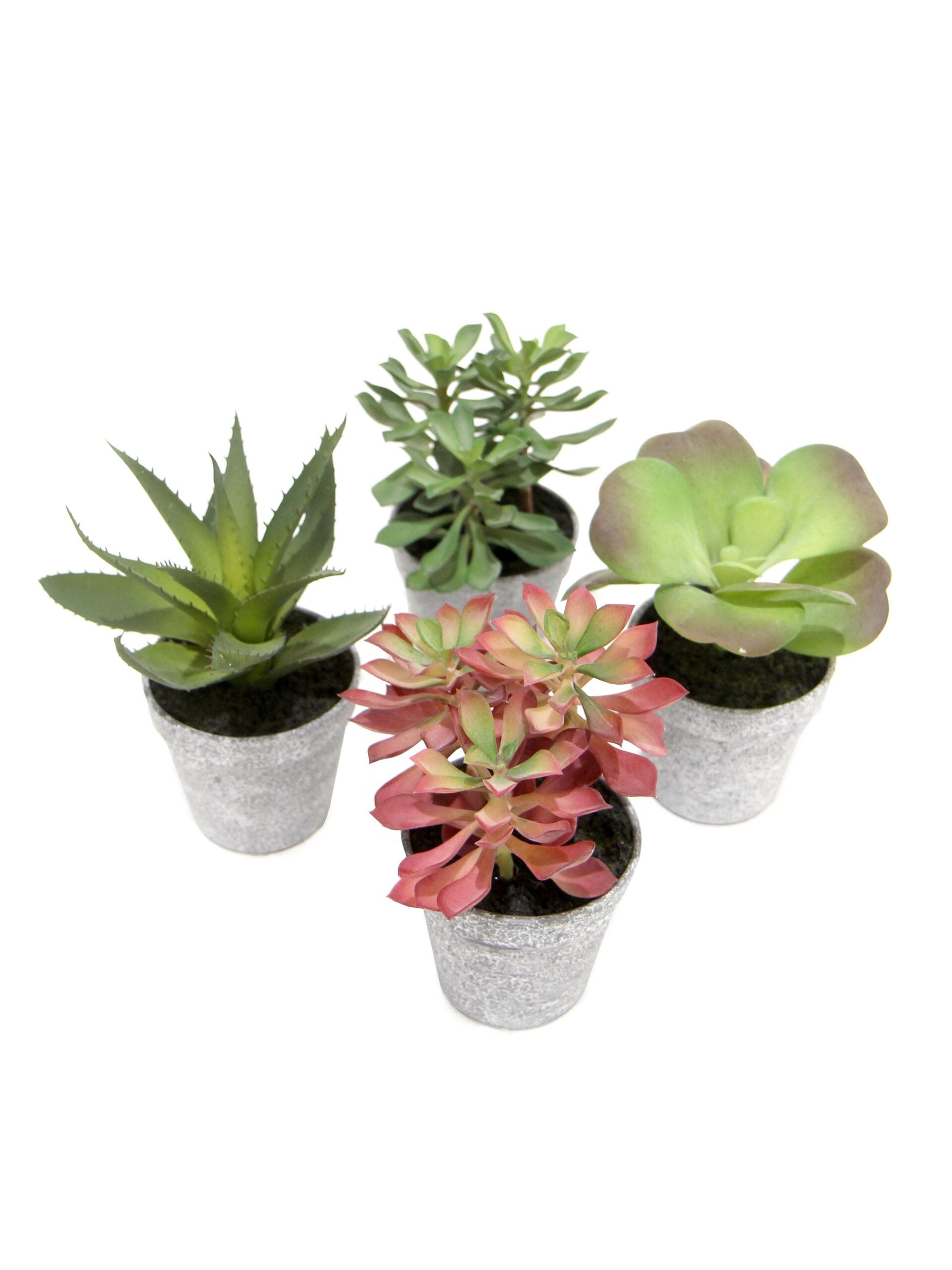 Succulent 20cm - Set of 4 (Style and Size May Vary) | EPH Creative ...