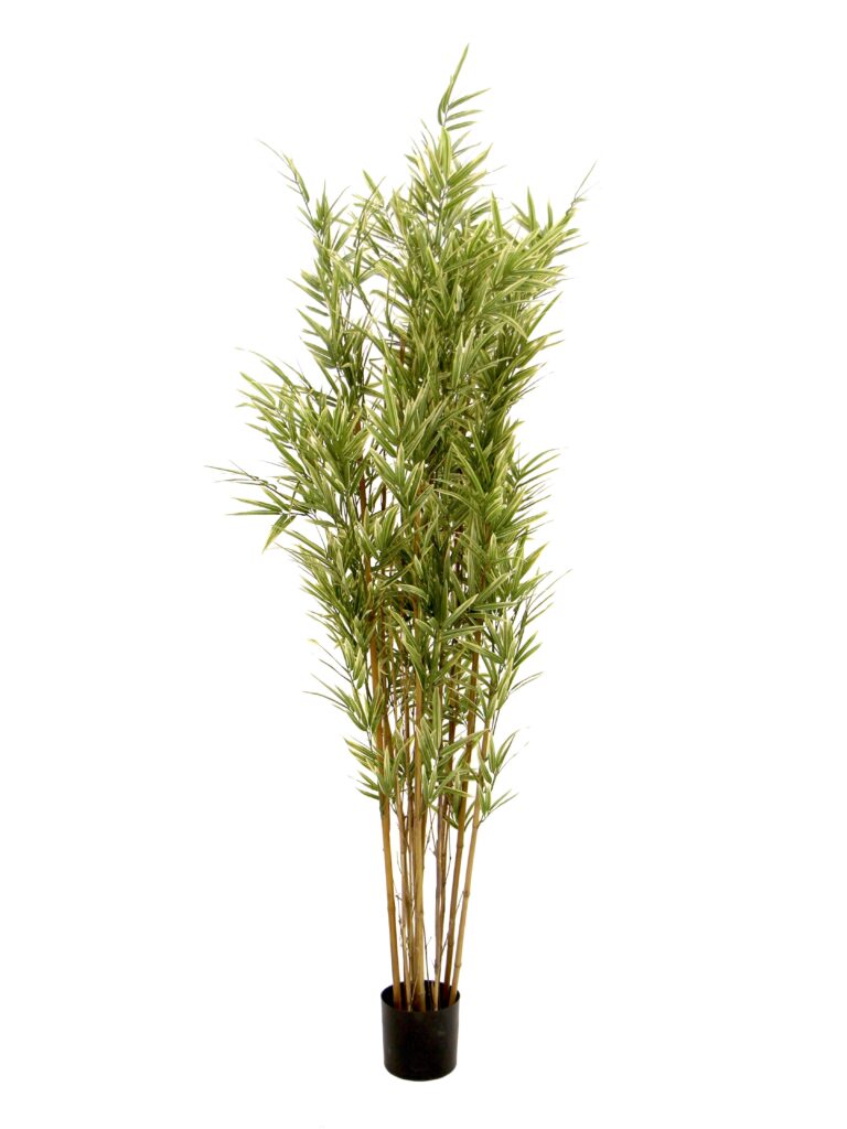 Royal Bamboo Tree - Large | EPH Creative - Event Prop Hire