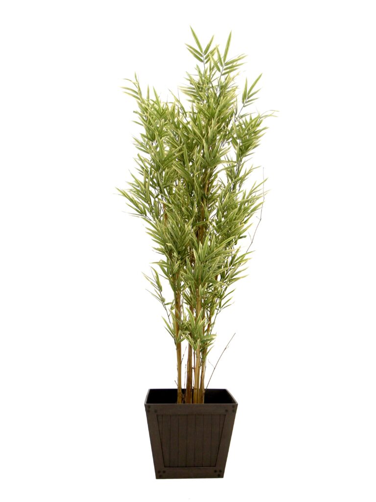 Royal Bamboo Plant - Large | EPH Creative - Event Prop Hire