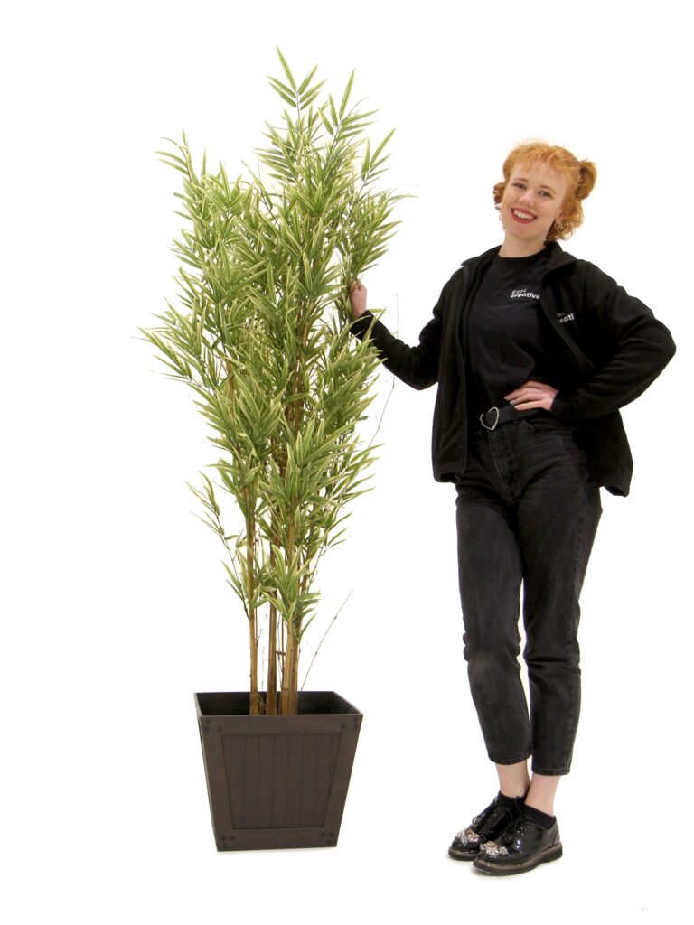 Royal Bamboo Tree - Large | EPH Creative - Event Prop Hire