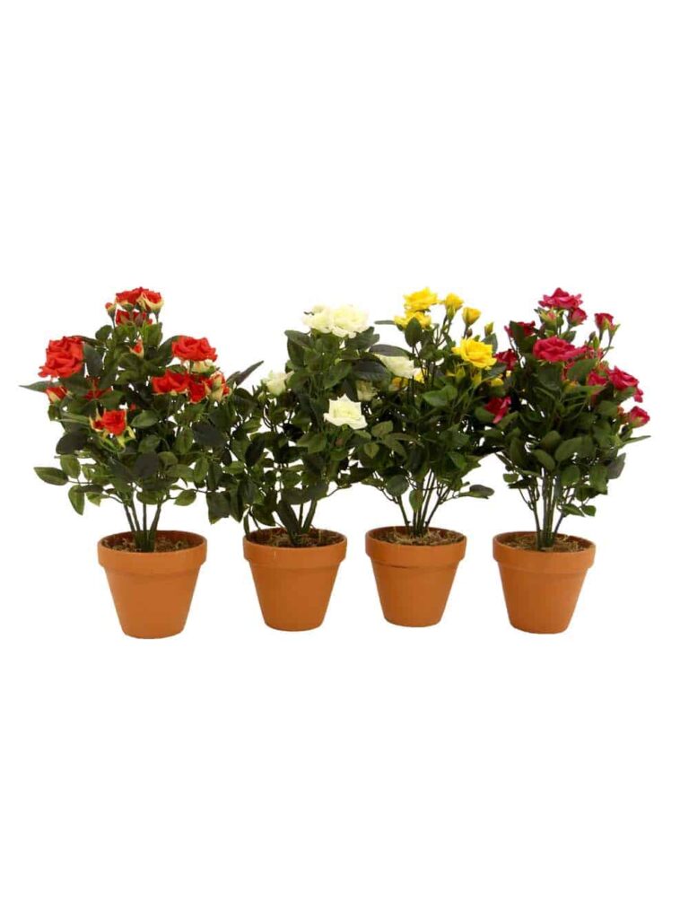 Potted Diamond Rose Bush (Colour May Vary) - Set of 4 | EPH Creative ...