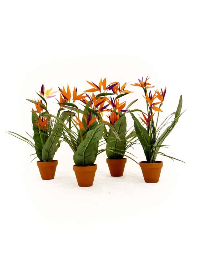 Potted Mini Bird of Paradise Bush - Set of 4 - (Pot Style May Vary ...