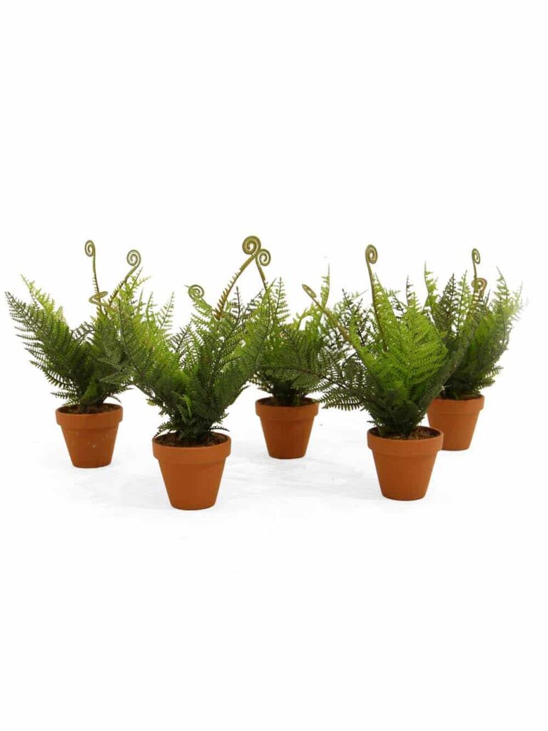 Potted Leather Fern Bush - Set of 5 | EPH Creative - Event Prop Hire